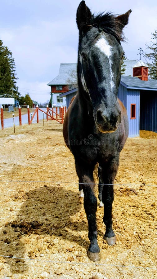 Black Horse at a Farm with Hay Near a Barn Stock Photo - Image of horse ...