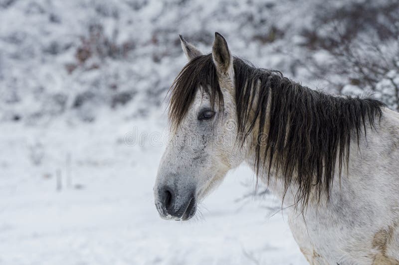 Black Horse with Flowing Mane Walking through Snowy Terrain Stock Image ...