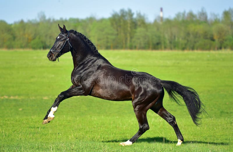 The Black Horse is Galloping in the Field Stock Photo - Image of ...