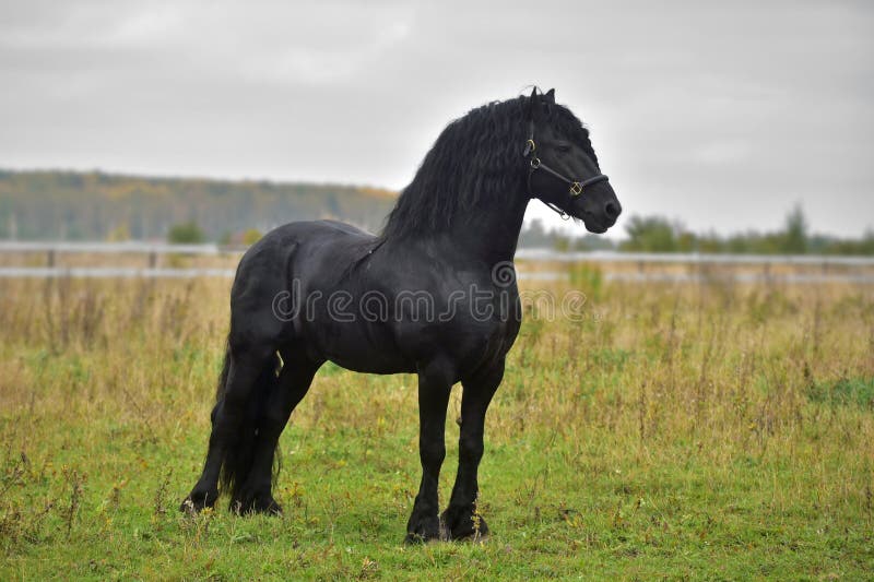 The Black Horse is Galloping in the Field Stock Image - Image of ...