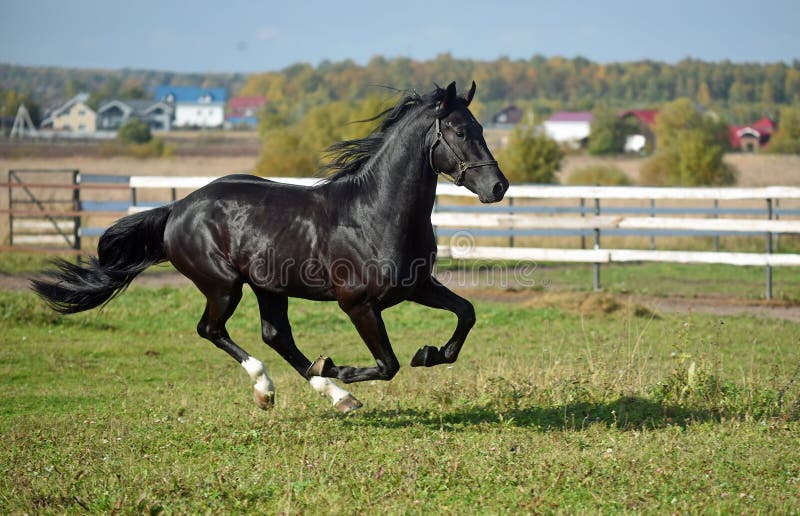 The Black Horse is Galloping in the Field Stock Image - Image of bridle ...