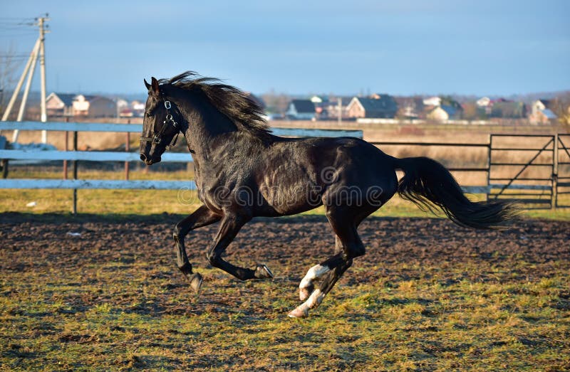 The Black Horse is Galloping in the Field Stock Photo - Image of mare ...