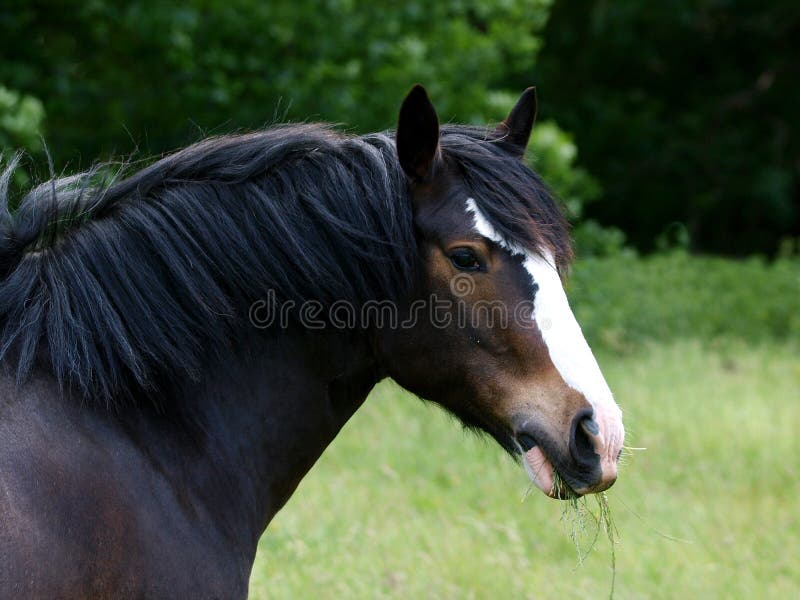 Black Horse Head Shot stock photo. Image of eyes, equine - 139167838