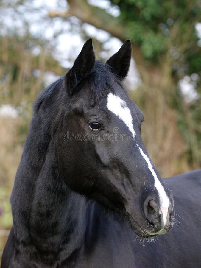 Black Horse Head Shot stock image. Image of eyes, winter - 215927561