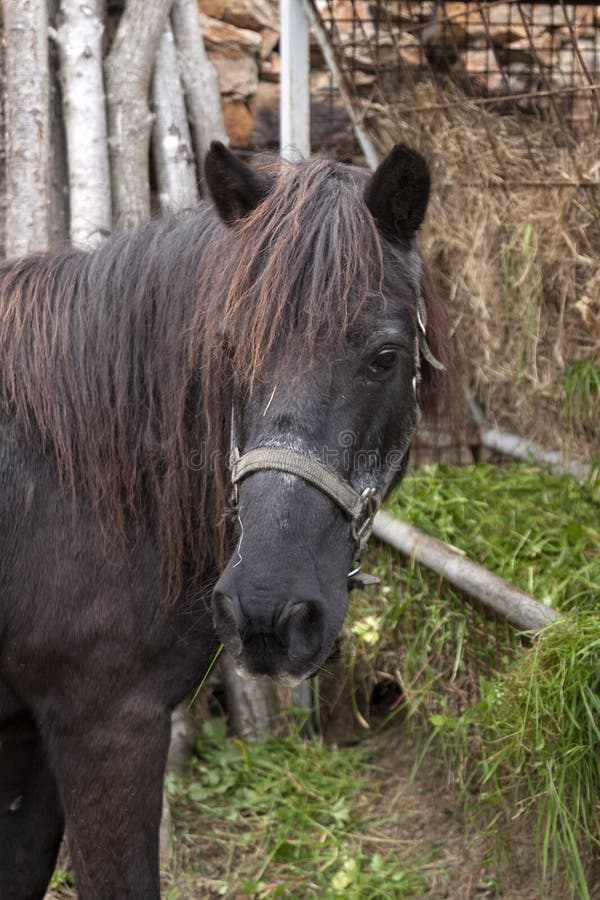 Asturcon Horse Stock Photos - Free & Royalty-Free Stock Photos from ...