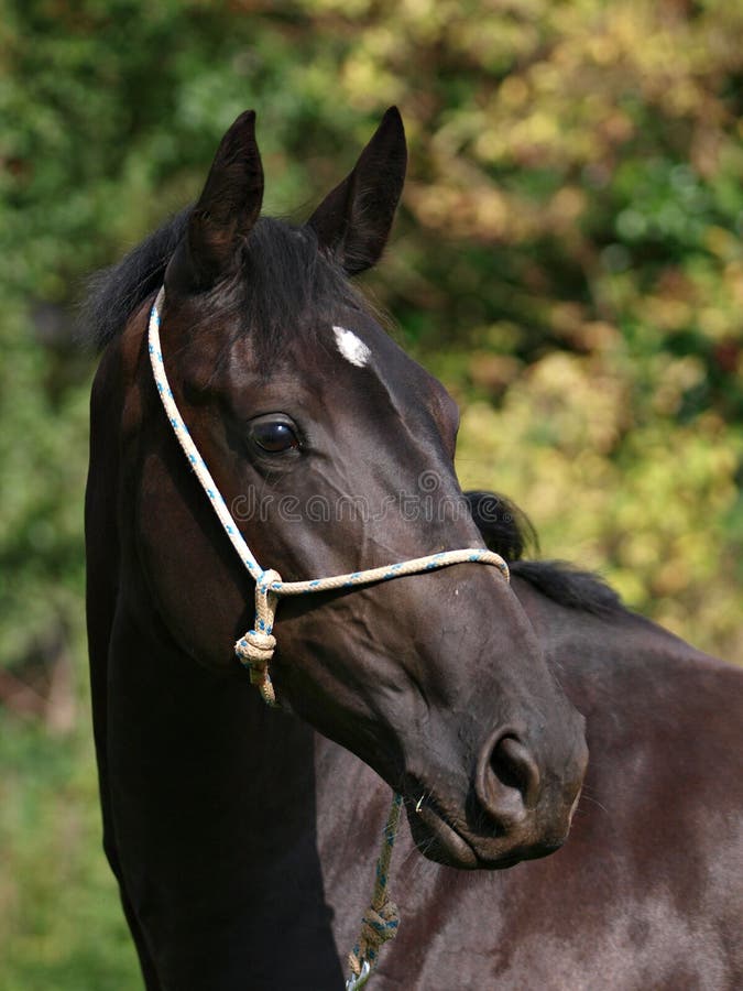 Black Horse Headshot stock image. Image of beautiful - 26710019