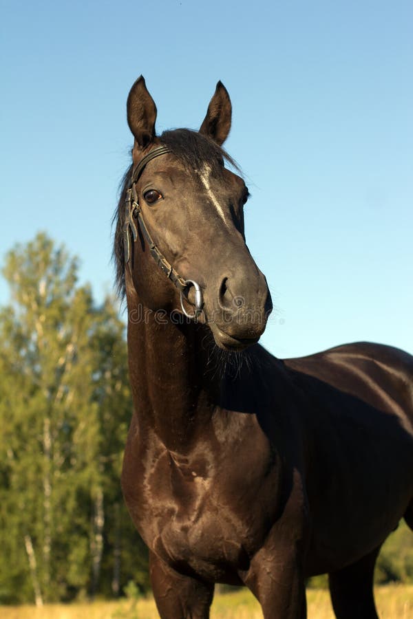 Black Horse Looks into the Camera Stock Image - Image of bridle ...