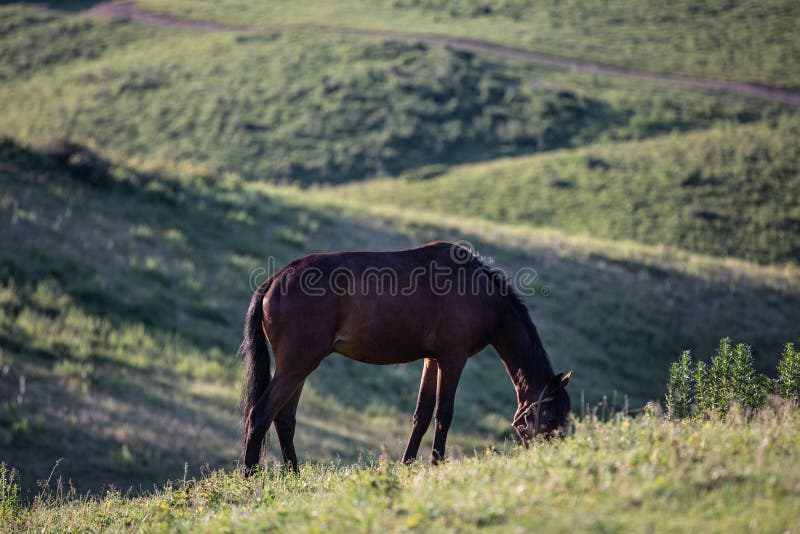Black Horse Playing on the Field, Bokeh Effect Stock Image - Image of ...