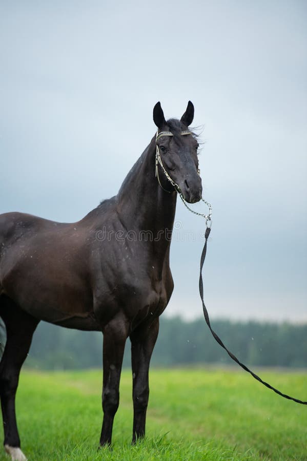 Black Horse Posing in the Cloudy Field. Raining Summer Day Stock Photo ...