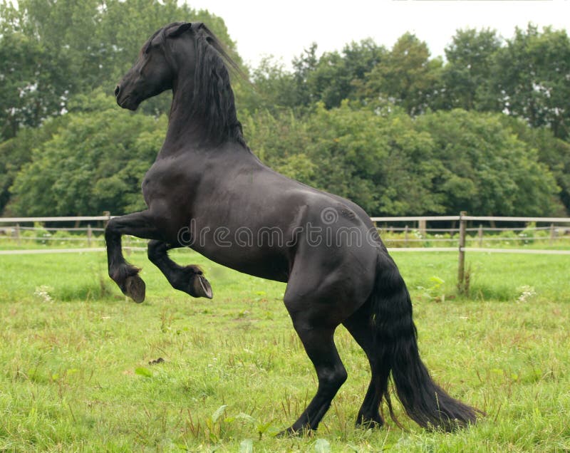 Black horse rearing stock image. Image of rearing, pony - 3588877