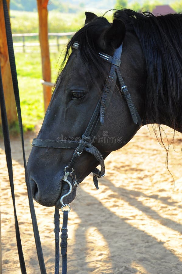 Black horse riding stock photo. Image of black, travel - 43375132