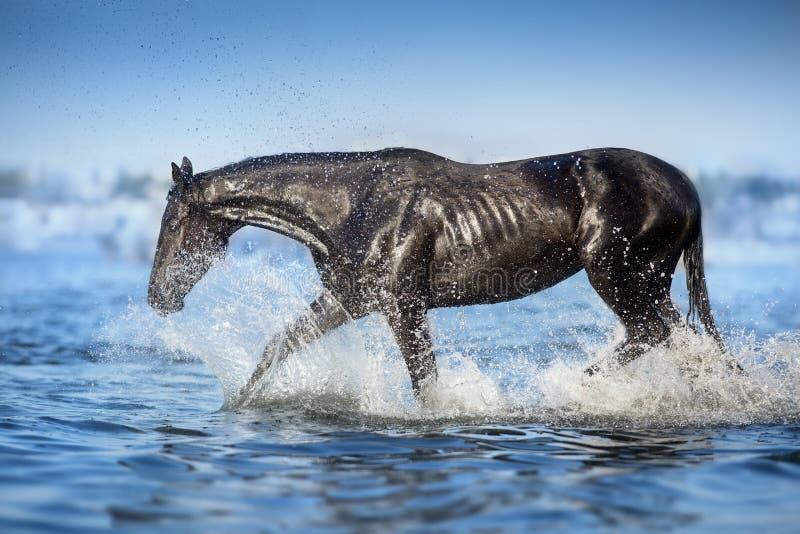 Horse in river stock image. Image of equestrian, andalusian - 166663371