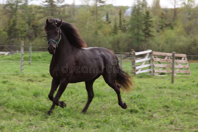 Black Horse Running in Pasture Stock Image - Image of moving, running ...