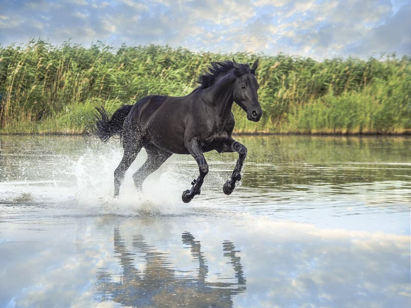 40+ Black mare water Free Stock Photos - StockFreeImages