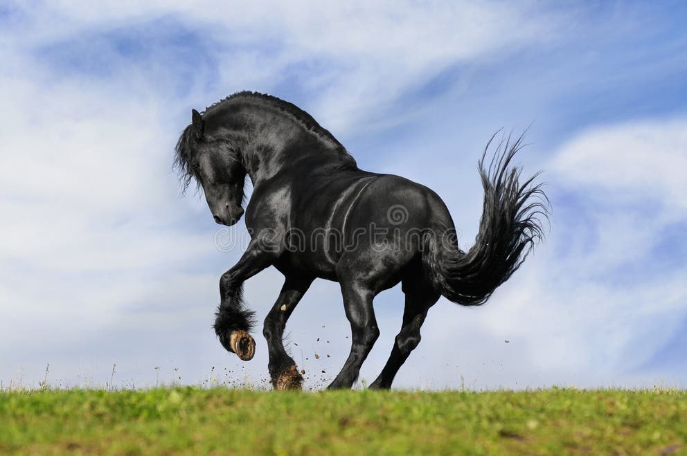 Black horse runs stock photo. Image of cloud, mane, horse - 14200120