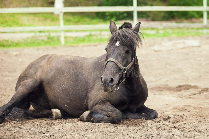 Black Horse on the Sand. Farm, Summer Stock Image - Image of equine ...