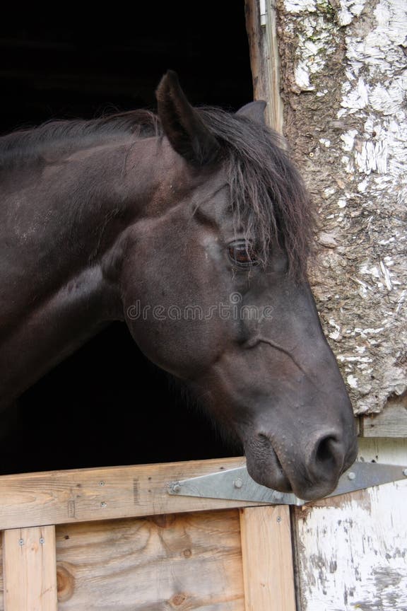 1,367 Black Stallion Side View Stock Photos - Free & Royalty-Free Stock ...