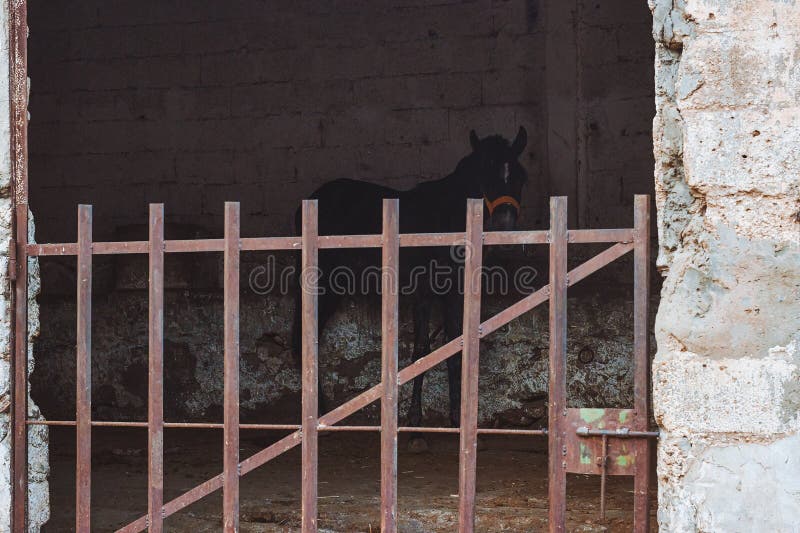 Black Horse Standing Behind Metal Bars Inside an Old Rustic Stable ...