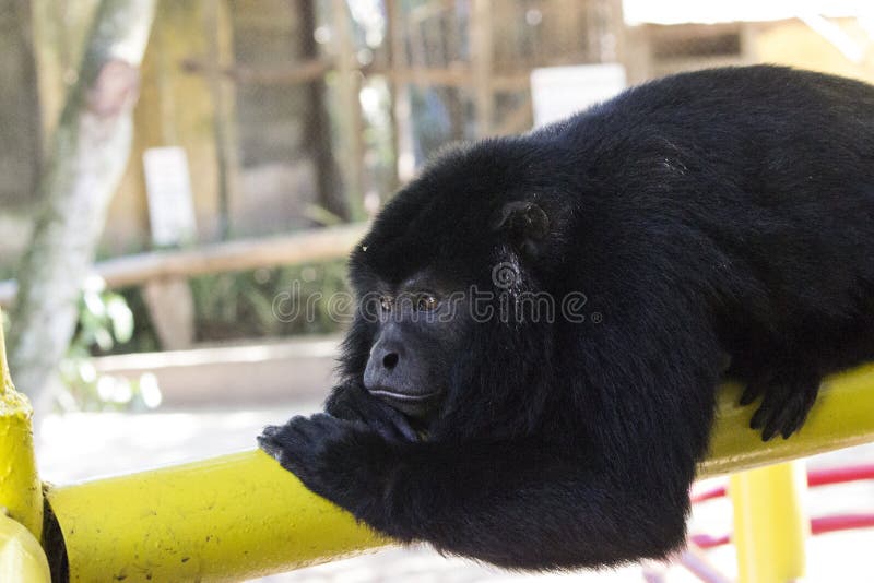 Black Howler Monkey Looking Side. Stock Image - Image of animal, nature ...