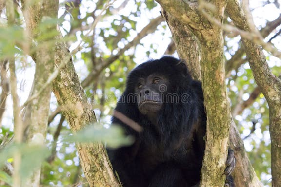 Black Howler Monkey Looking Side. Stock Photo - Image of black ...
