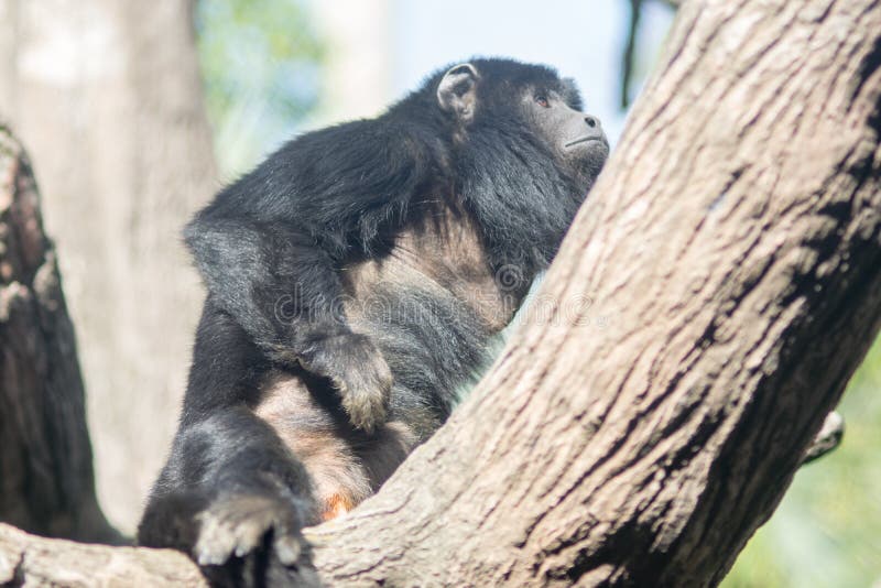 Black howler monkey stock photo. Image of face, hairy - 128453856