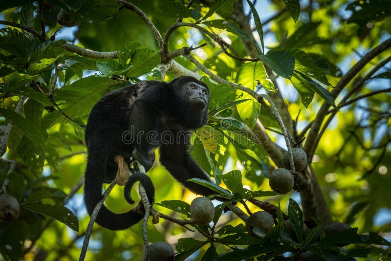 Howler Monkey Perching Tree Stock Photos - Free & Royalty-Free Stock ...