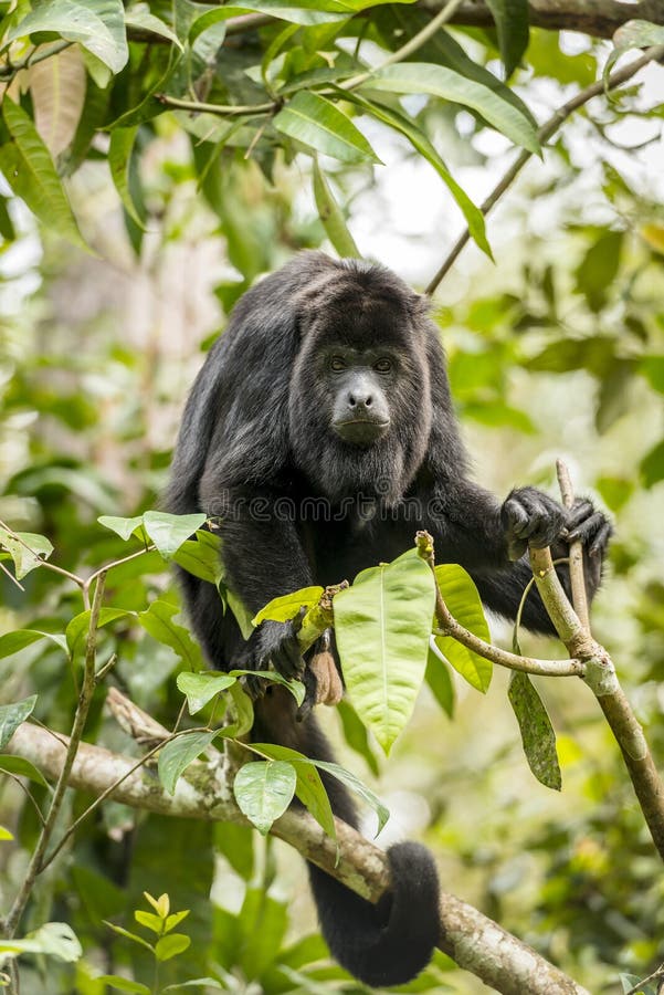 Black Howler Monkey stock image. Image of monkey, fauna - 117739465