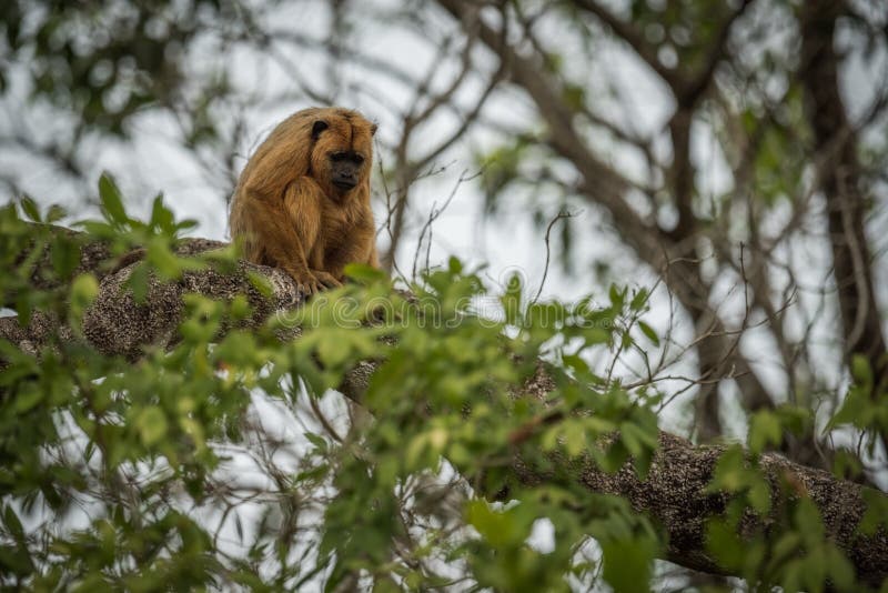 Black Howler Monkey Sitting on Tree Branch Stock Photo - Image of ...