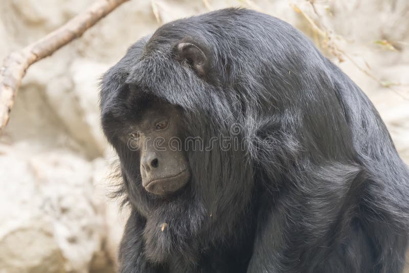 Black Howler Monkey Watching Something Very Carefully Stock Photo ...