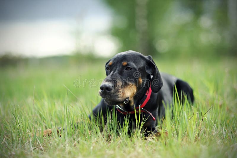 Black Cat Hunting a Little Field Mouse Stock Image - Image of nature ...