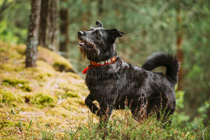Black Hunting Dog in Summer Forest Stock Photo - Image of beautiful ...