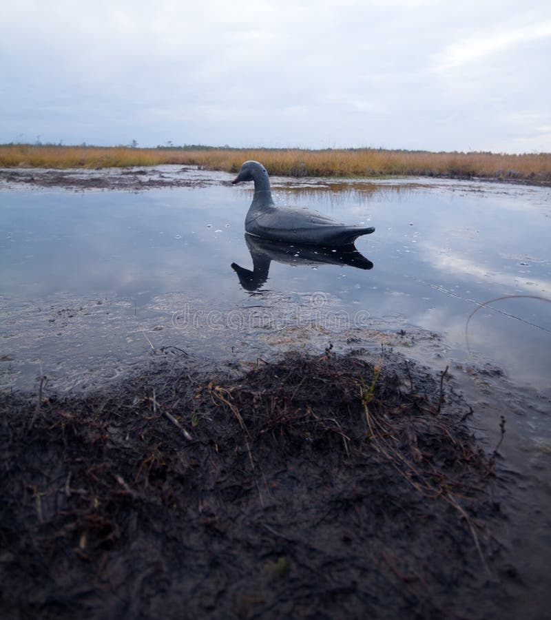 Black Hunting Profile of a Goose on a Bog Stock Photo - Image of ...
