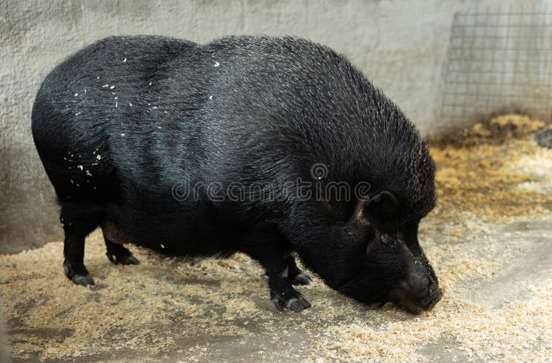 Black Iberian Pig in a Stall at Livestock Farm Stock Photo - Image of ...