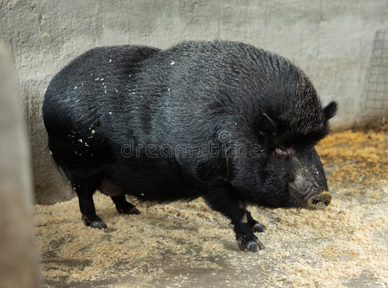 Black Iberian Pig in a Stall at Livestock Farm Stock Photo - Image of ...