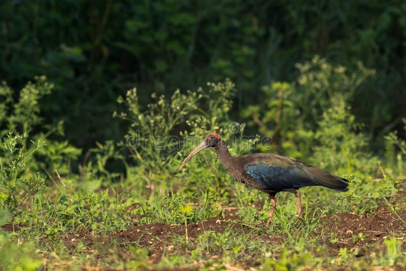 Black Ibis Bird stock photo. Image of avian, focus, everglades - 21813550