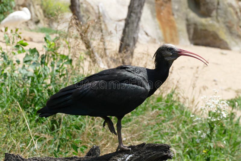 Black ibis flying stock image. Image of bird, spot, pond - 118931429