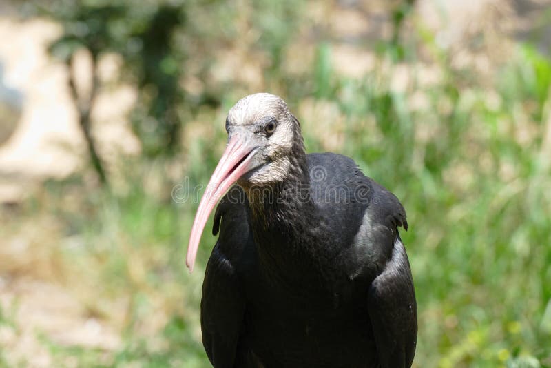 Black Ibis Bird Stock Photos - Download 2,409 Royalty Free Photos