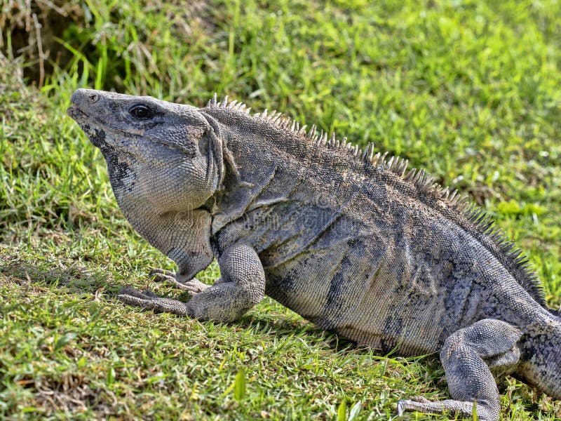 Black Iguana, Ctenosaura Similis, is a Massive Lizard, Residing Mostly ...