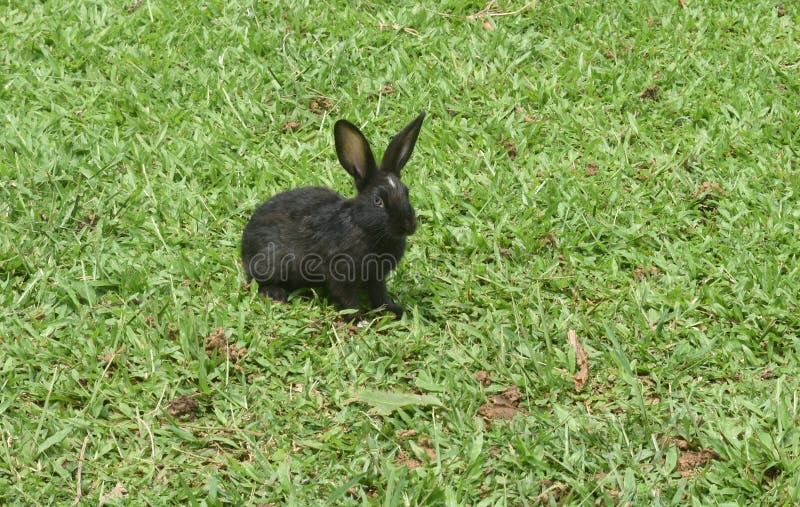 Black Indian Rabbit Playing in Green Grass Stock Image - Image of ...