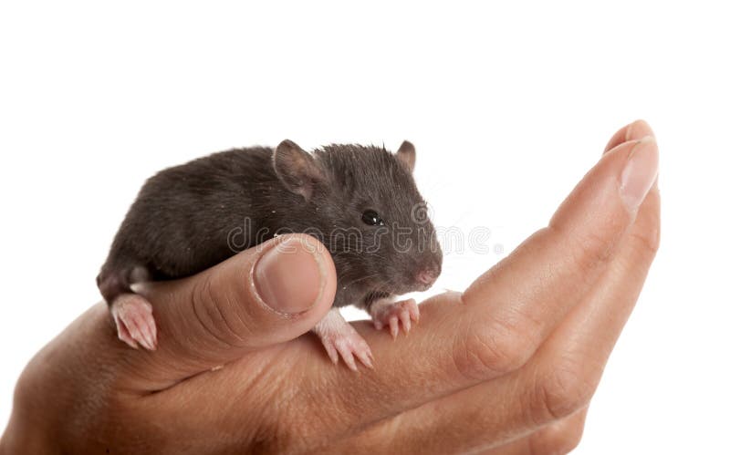 Black infant rat stock image. Image of whisker, hand - 39443391