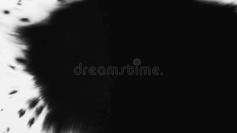 Black Ink Drop Splatters on White Paper. Expanding Ink Bleeds Bloom on ...