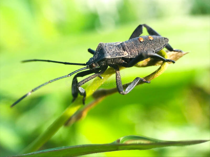Black insect stock photo. Image of insect, pest, black - 188620454