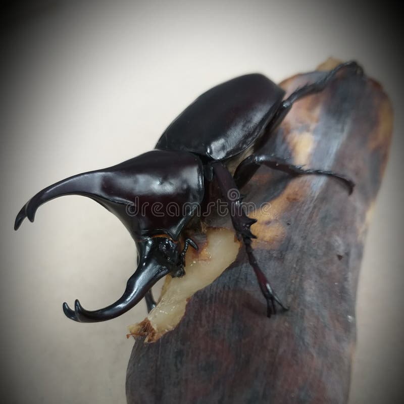 Black Insect stock image. Image of insect, thailand - 128688273