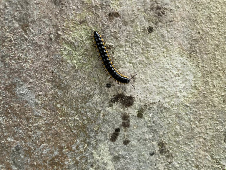 A Black Insect Crawled Along the Wall. Stock Photo - Image of rock ...