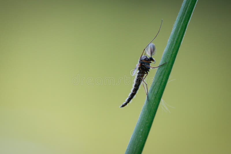 Black Insect with Feather-like Antennae Sitting on a Blade of Grass ...
