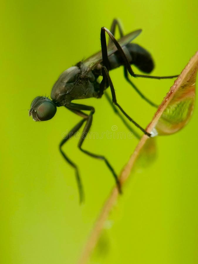 Black Insect Known As Sepsidae Fly Stock Photo - Image of sepsidae ...