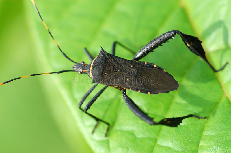 Red and black insect stock image. Image of macro, environment - 251059301