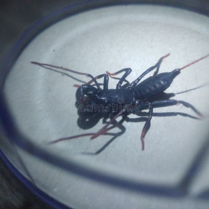 Black Insect Like Scorpio Under the Light Stock Photo - Image of animal ...