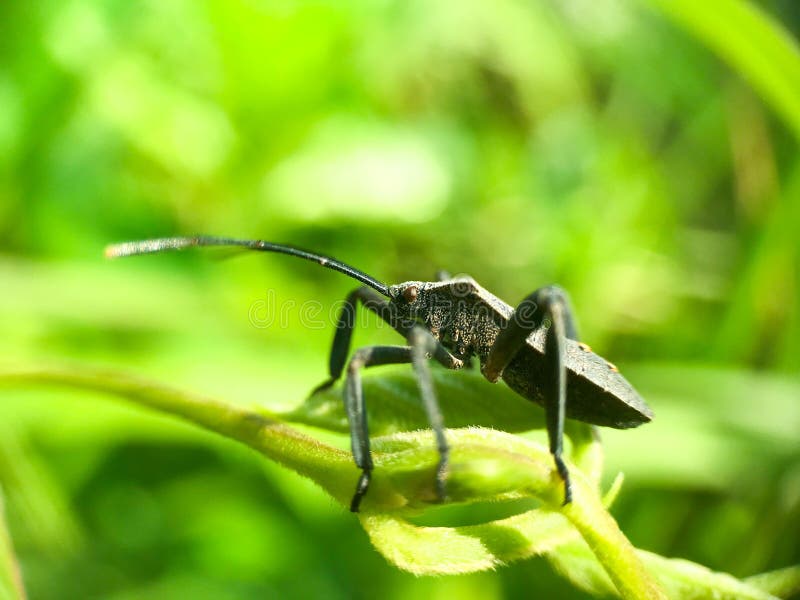 Black insect stock photo. Image of moth, black, pest - 188620434