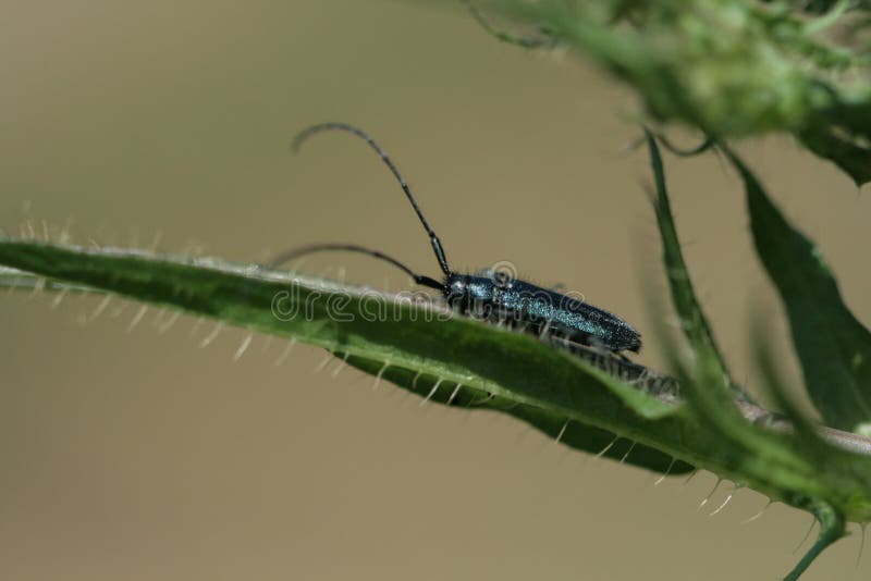 Black insect stock image. Image of awesome, chewing, easy - 41394291